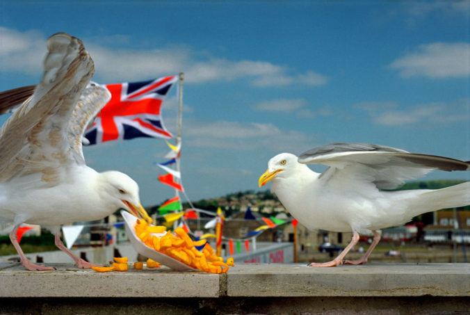 The photographs of Martin Parr - Setaprint, an archive for visual ...