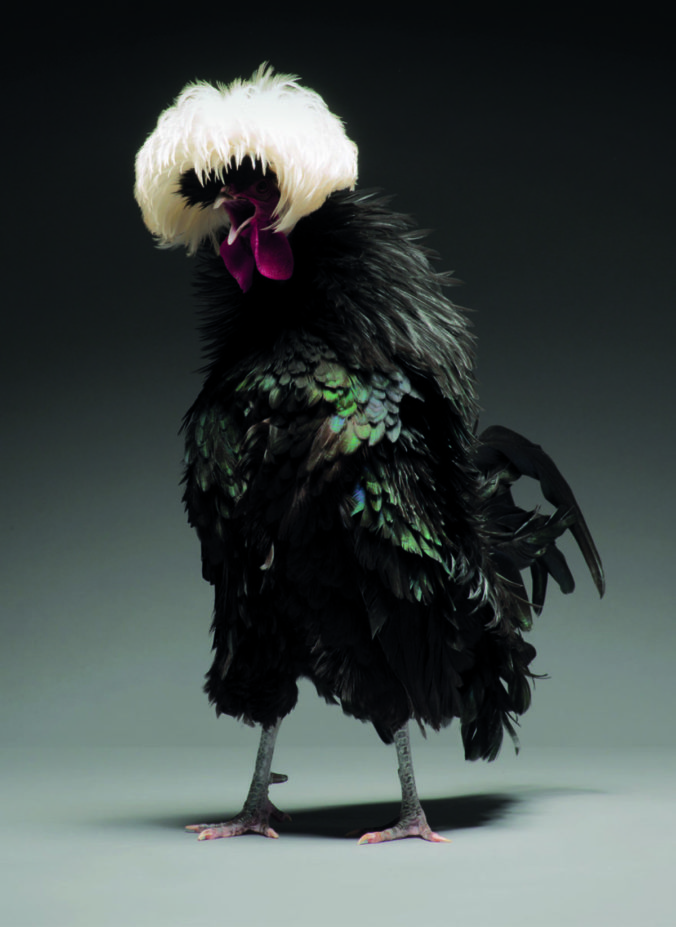 Glorious chickens in a photography book - Setaprint, an archive for ...
